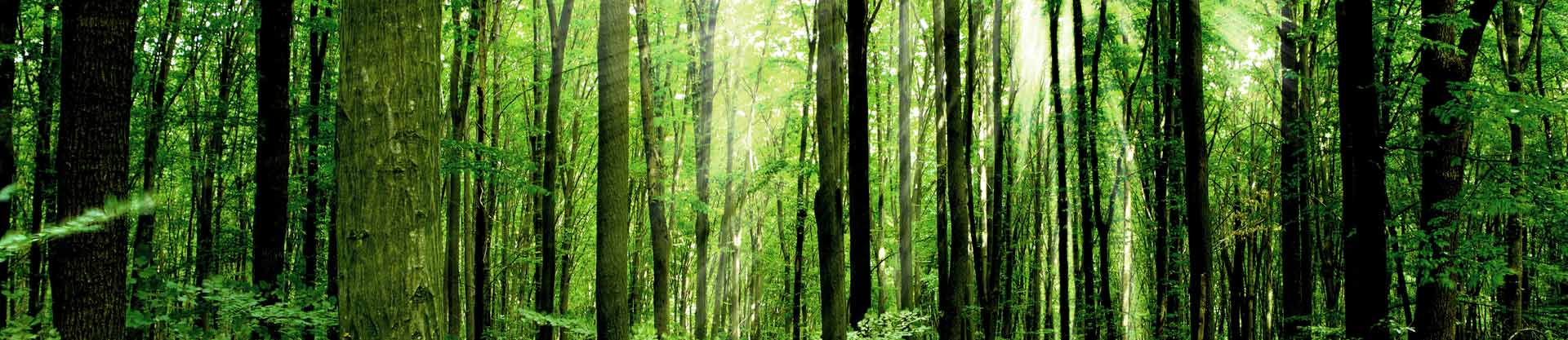 Western Red Cedar – The Environmentally Sound Choice! « Cedar Country ...